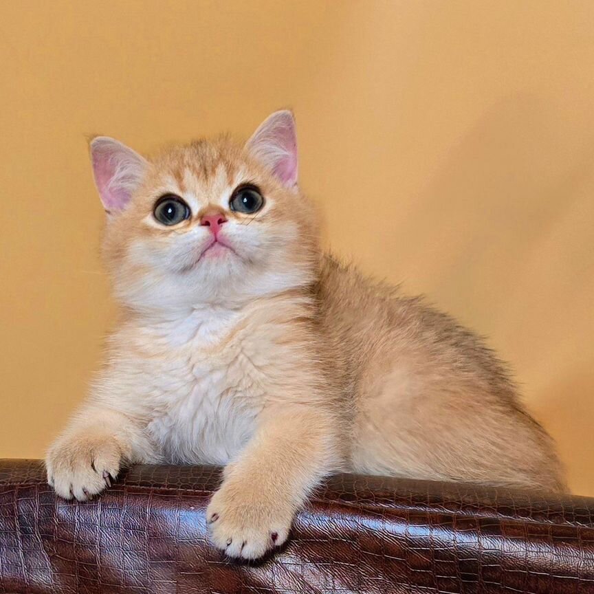 Шикарный котик