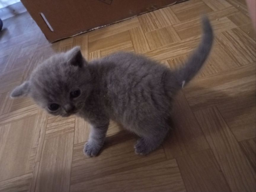 Шотландские серые котята