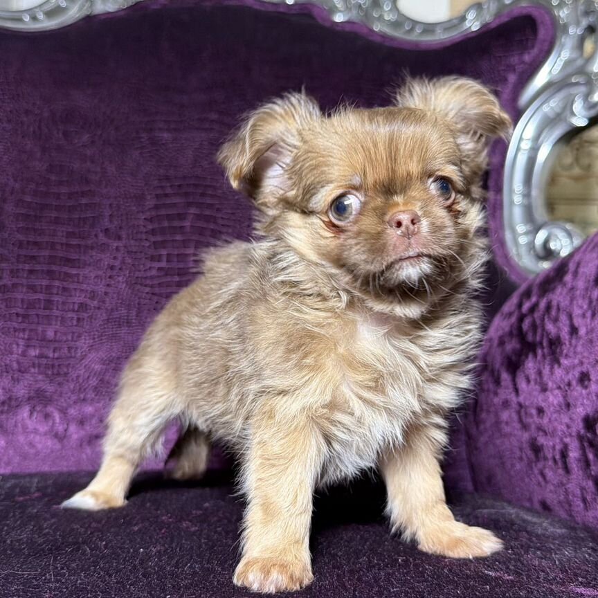 Чихуахуа, щенок