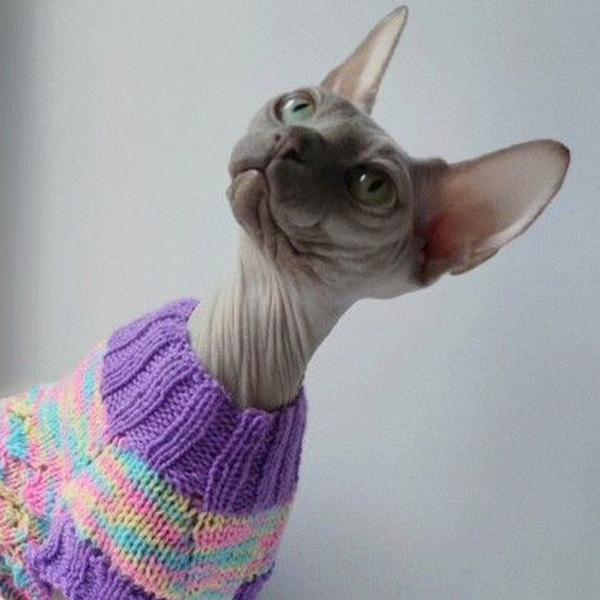 Канадский сфинкс, взрослая кошка