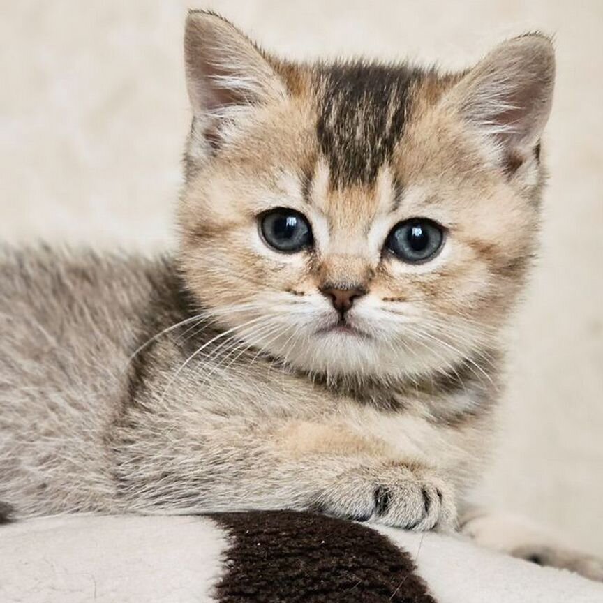 Продаются Шотландские котята
