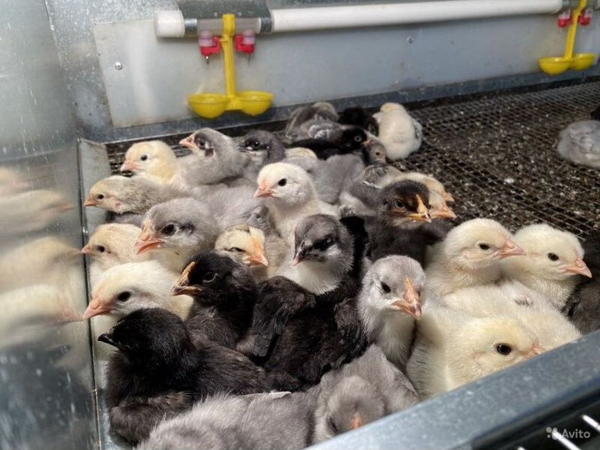 Цыпленок доминант