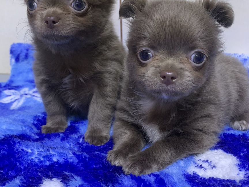 Чихуахуа лиловые мальчишки с документами РКФ