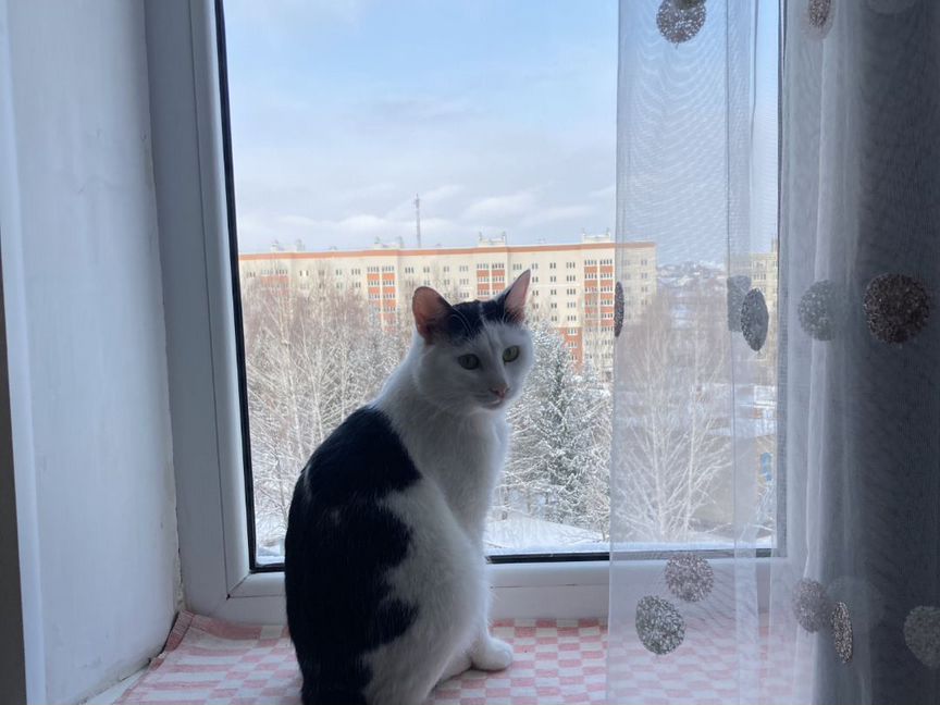 Кот молодой кастрированный
