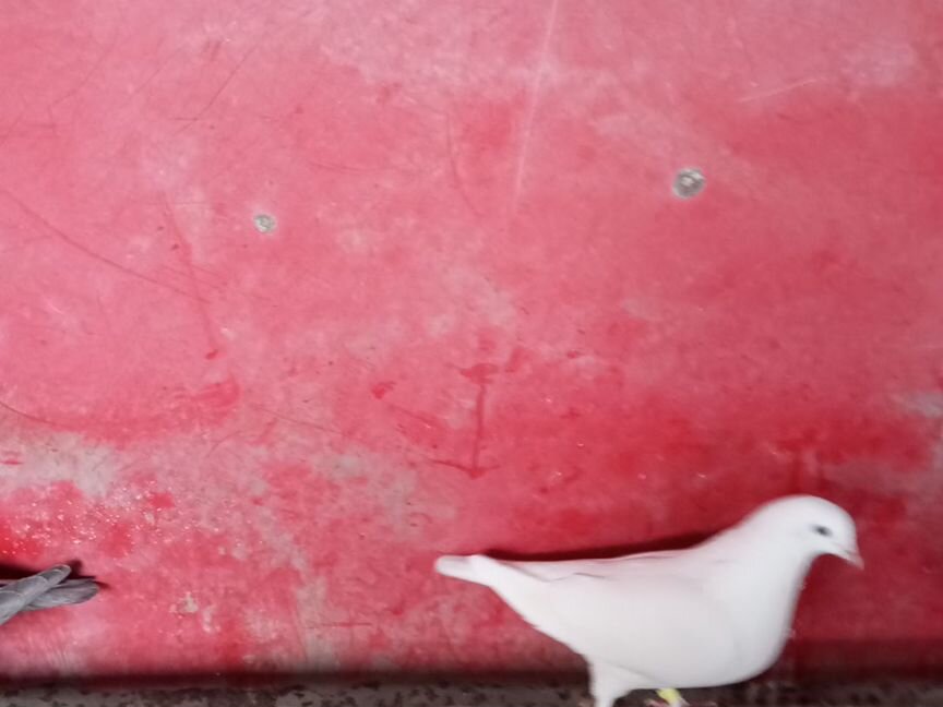 Продаю чернохвостая голубка и белый голубь