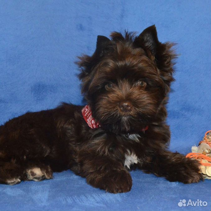 Шоколадная йорочка