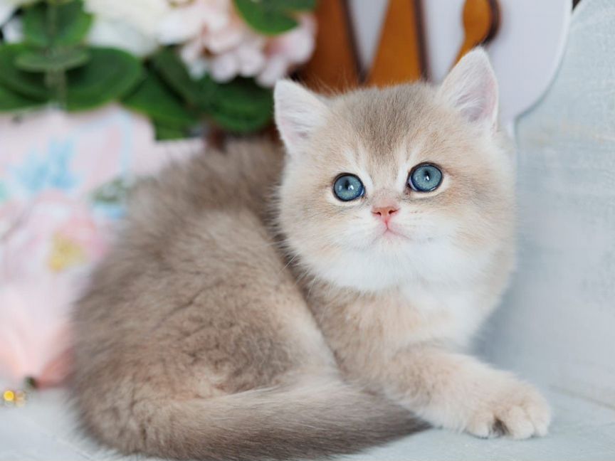 Британская золотая шиншилла котята