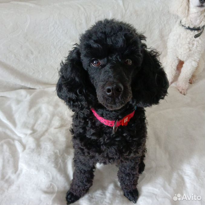 Малый пудель мальчик приглашает девочку