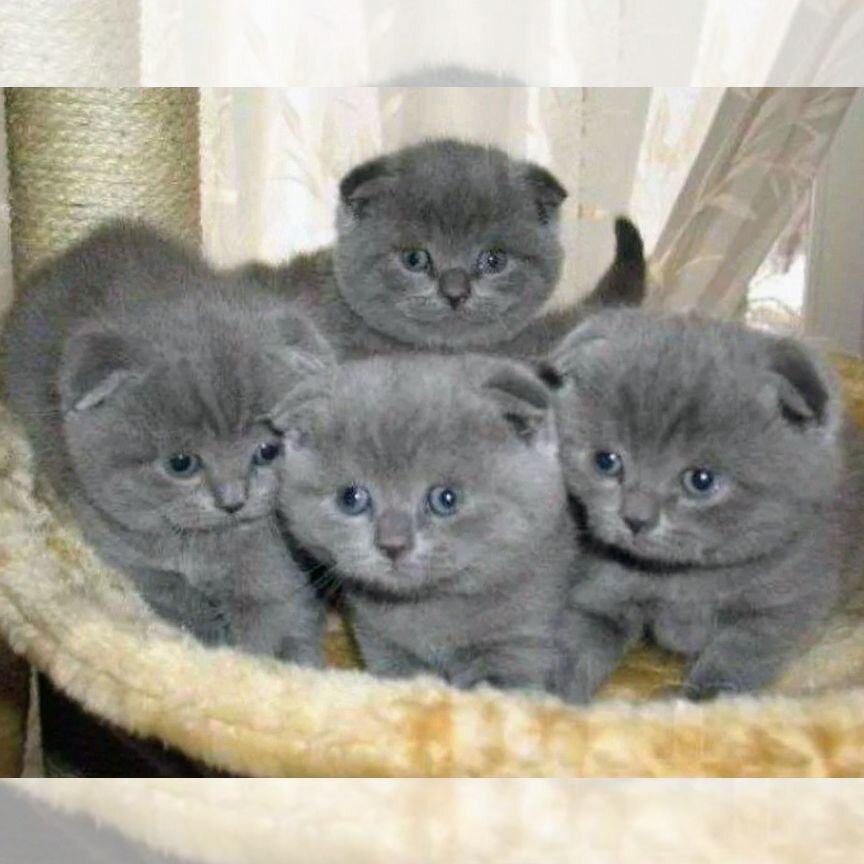 Шотландский вислоухий короткошёрстный котёнок