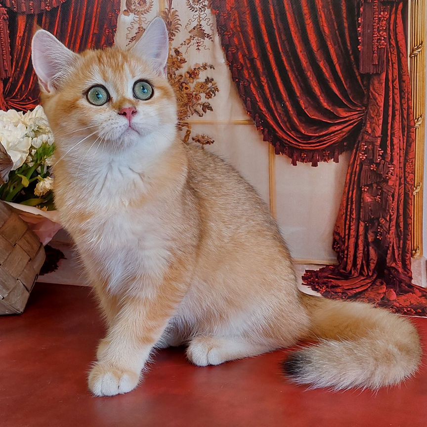 Шотландские золотые шиншиллы котята