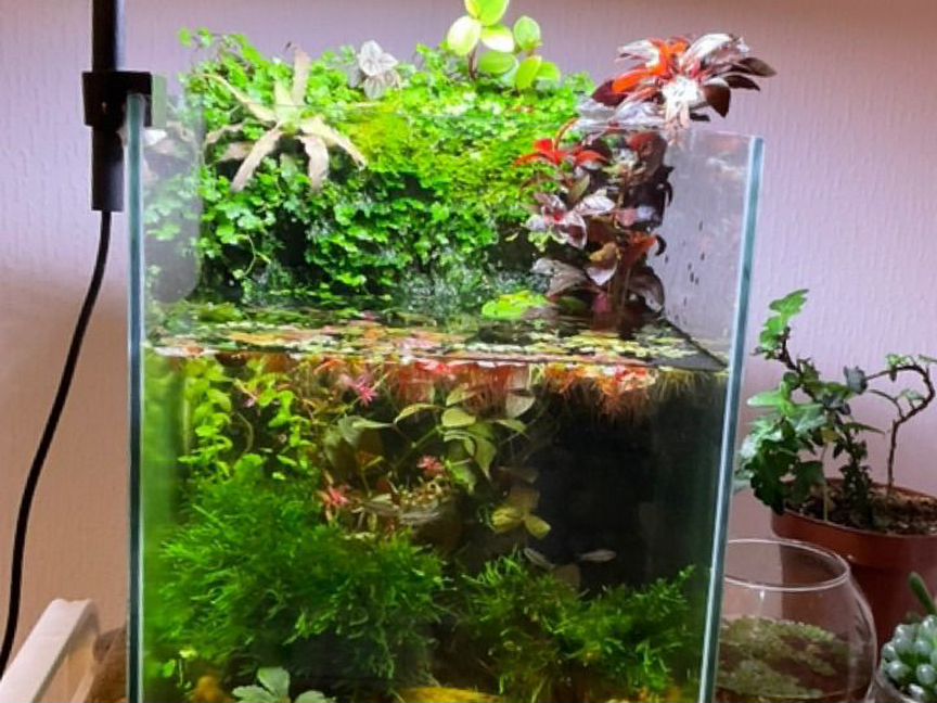 Аквариумные растения - прополка