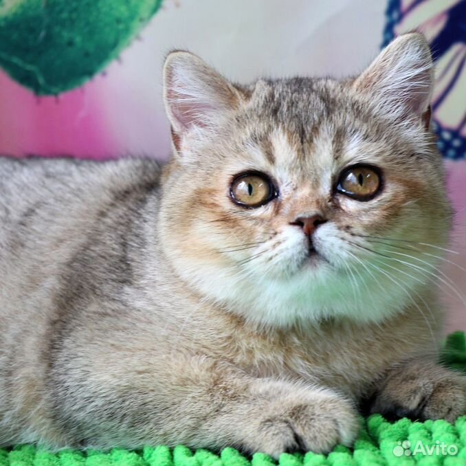 Породные шотландские котята