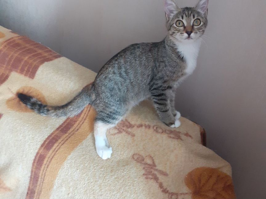 Котята в добрые руки бесплатно