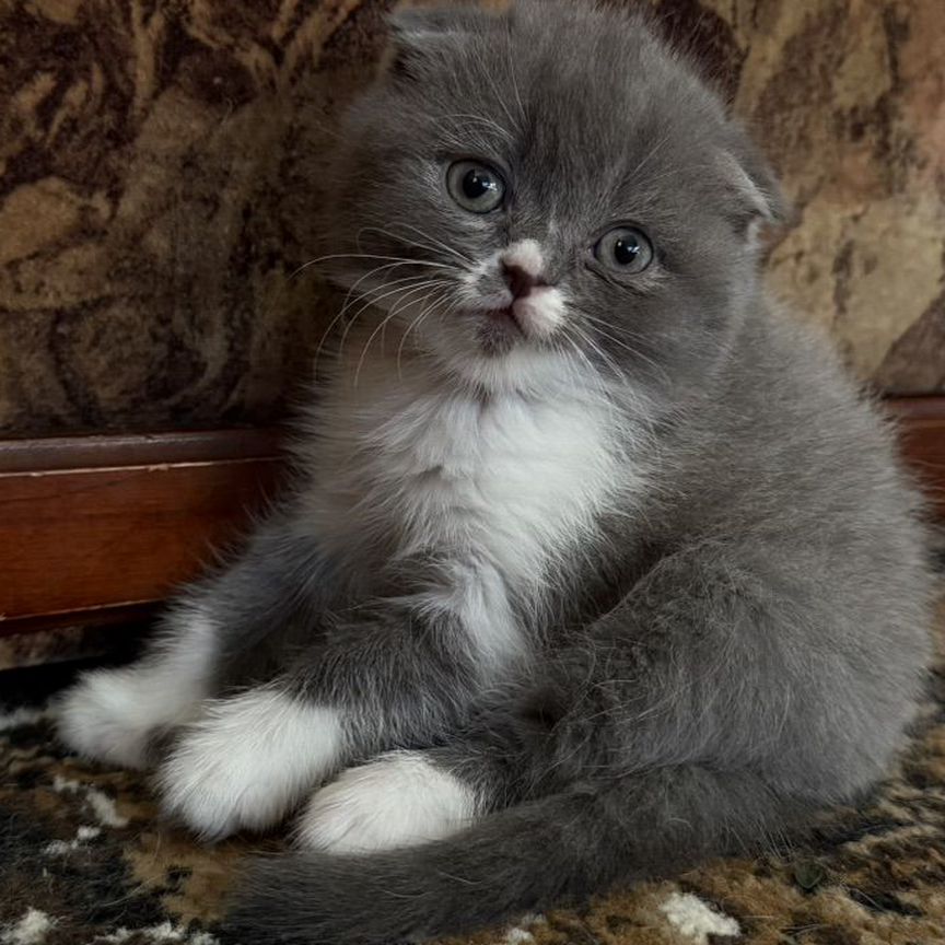 Шотландская вислоухая кошечка