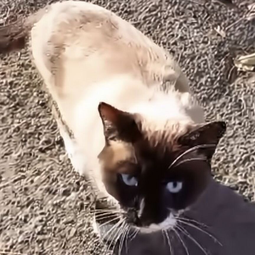 Сиамская кошка, взрослая