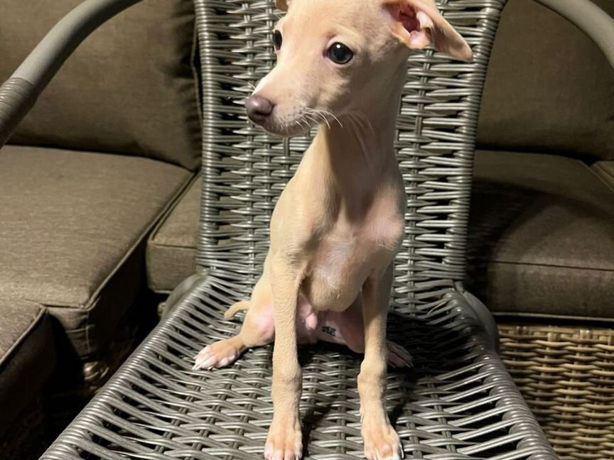 Щенки левретки