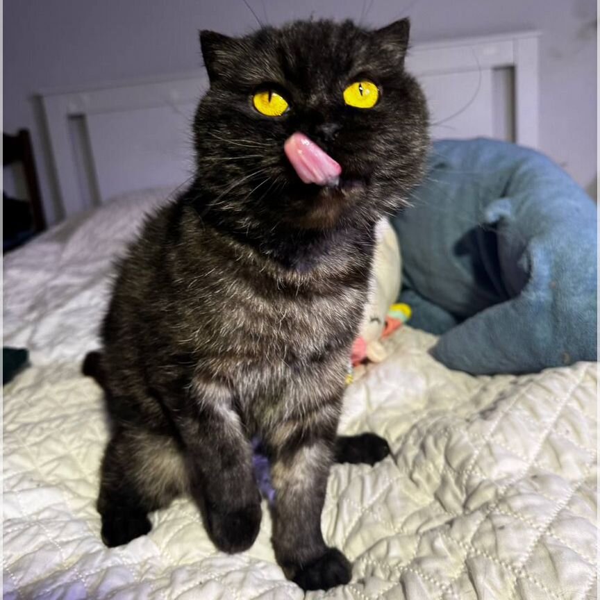 Британская короткошёрстная, взрослая кошка