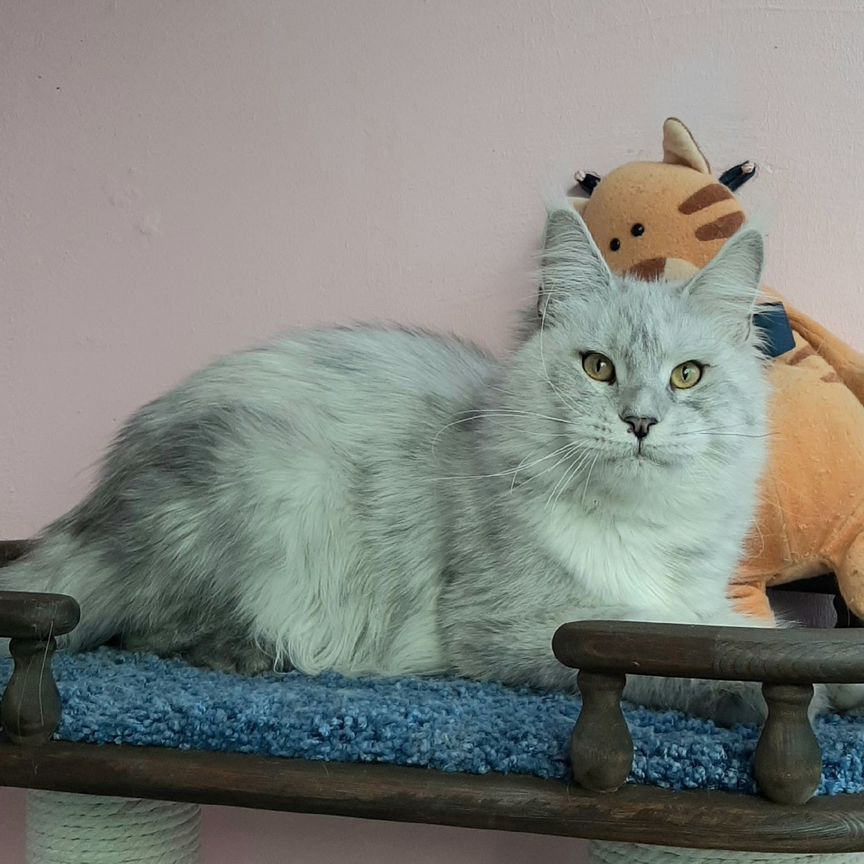 Вязка кот шадет полидакт