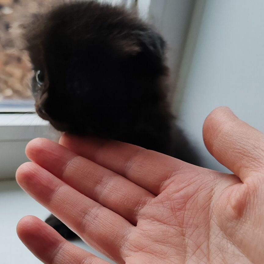 Котёнок от частного владельца