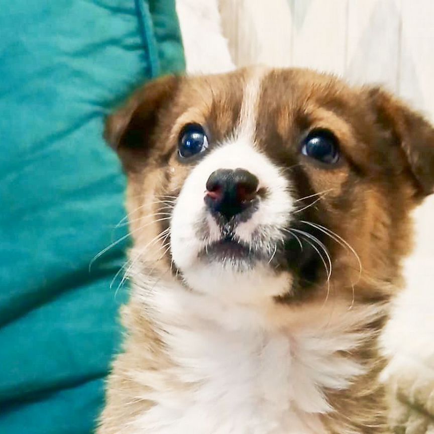 Двойник Наташи Королевой