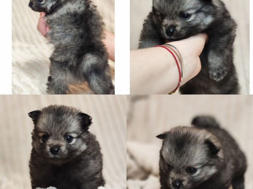 Щенки немецкого среднего шпица(миттельшпиц)