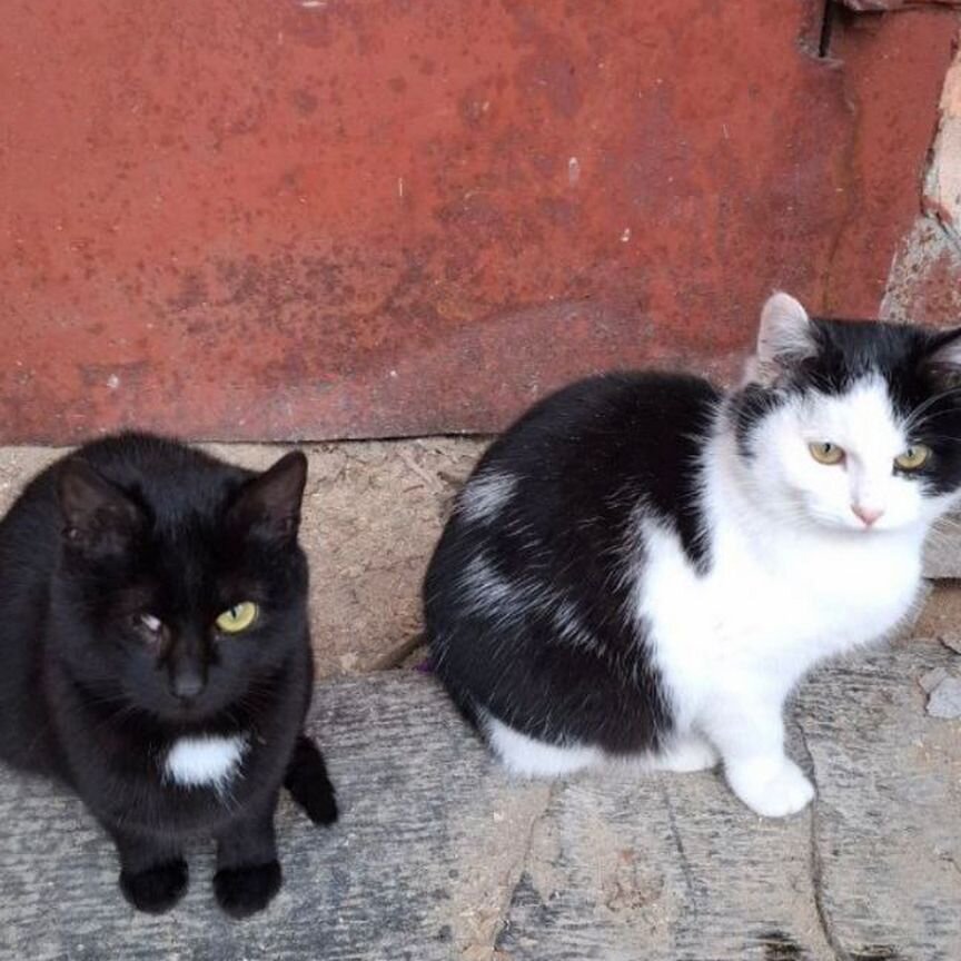 Два милых котенка ищут своего хозяина. Бесплатно