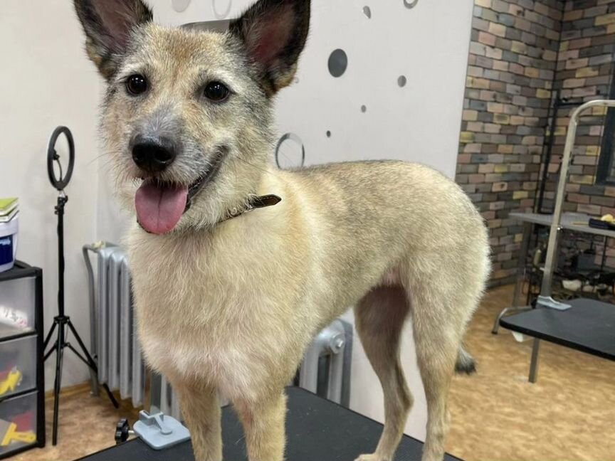 Потрясающая собака-компаньон в добрые руки