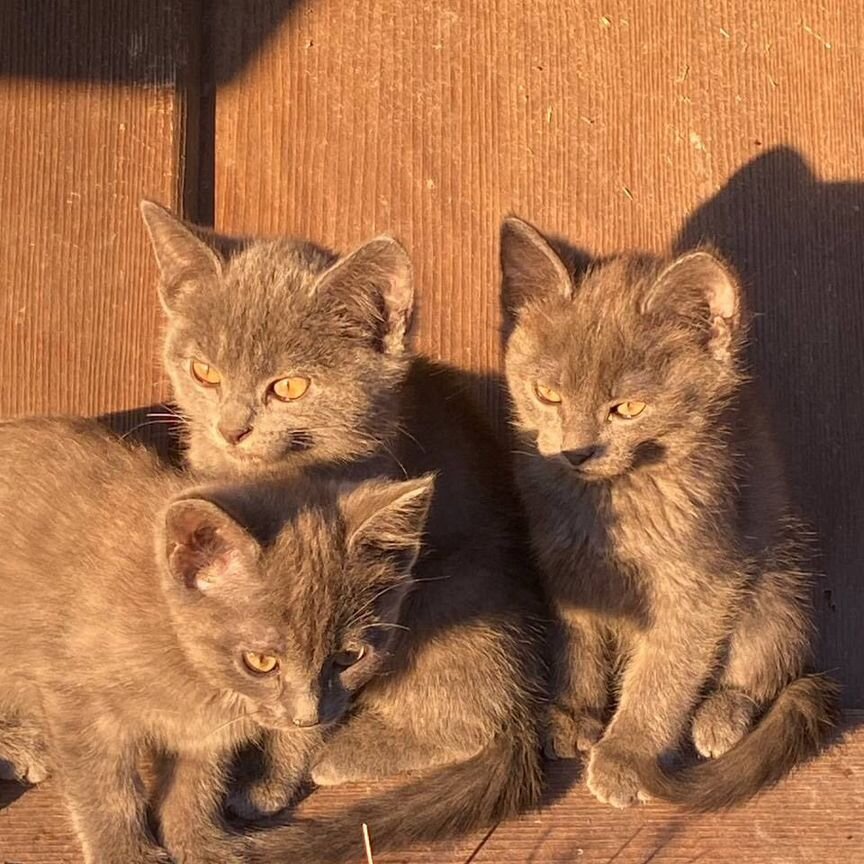 Котята в добрые руки бесплатно 3 месяца