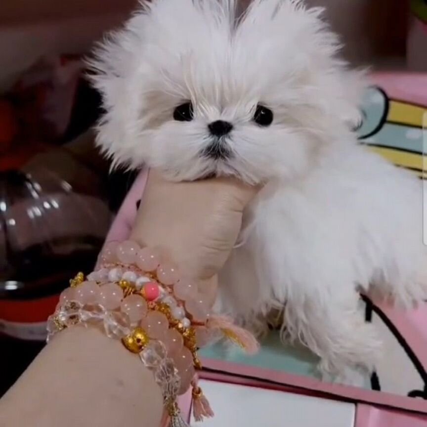 Мальтезе мини импорт Китай