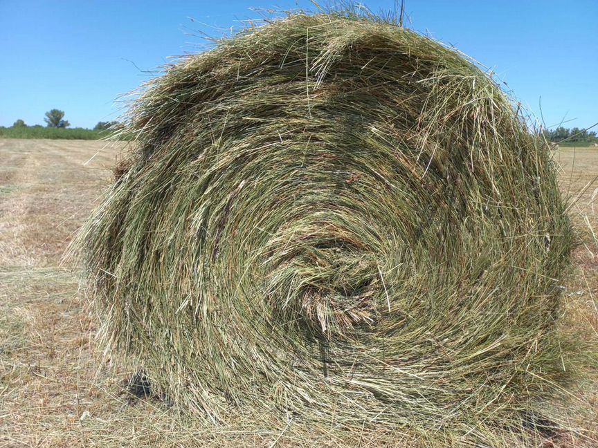 Сено 2023 новый урожай