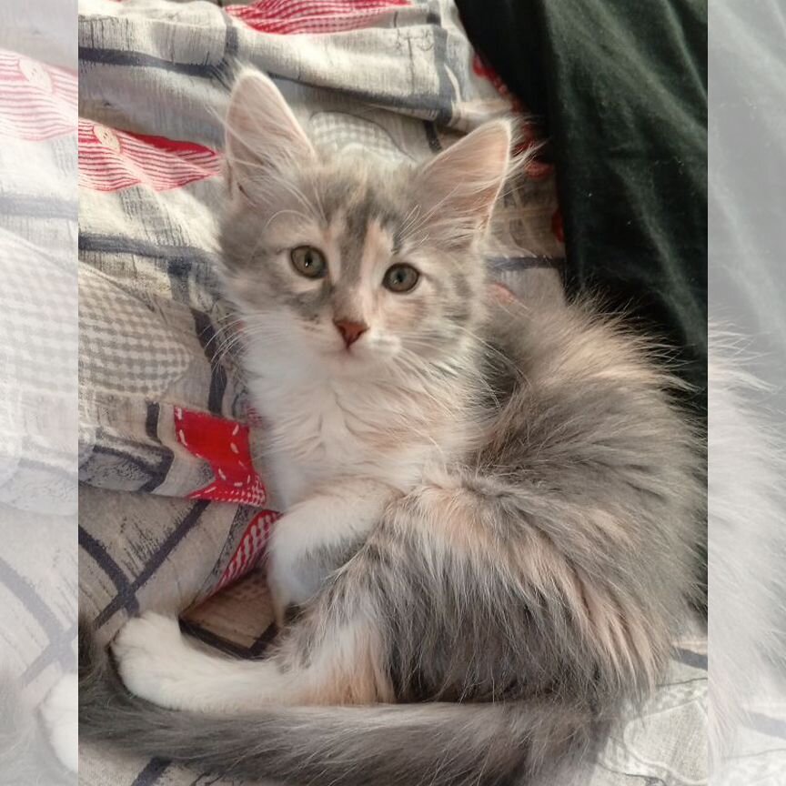 Котёнок в добрые руки