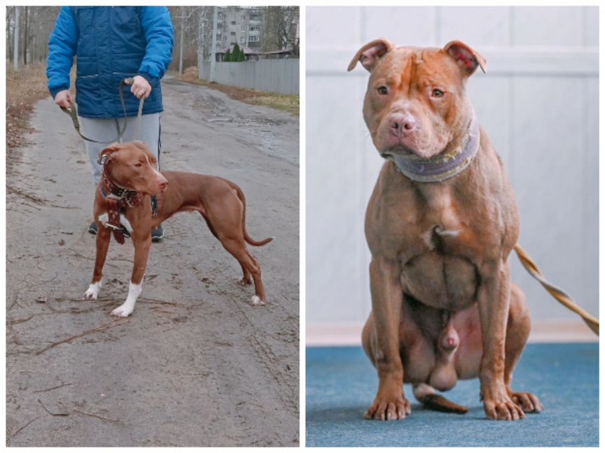 Ожидаются щенки