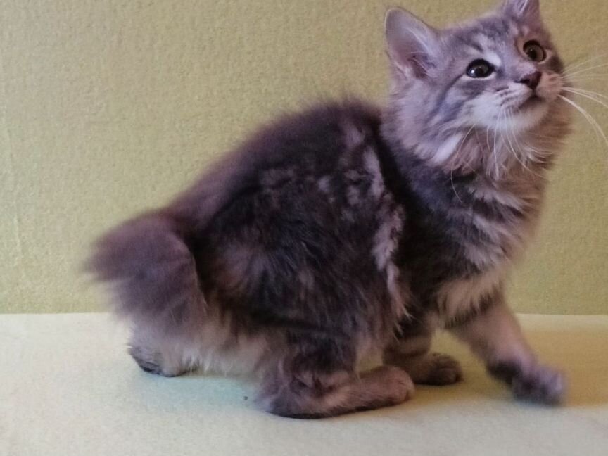 Котик курильчонок, голубого окраса