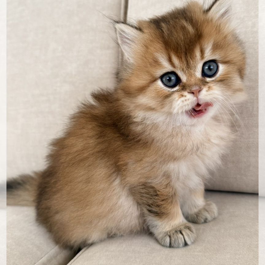 Шотландский прямоухий длинношёрстный котёнок