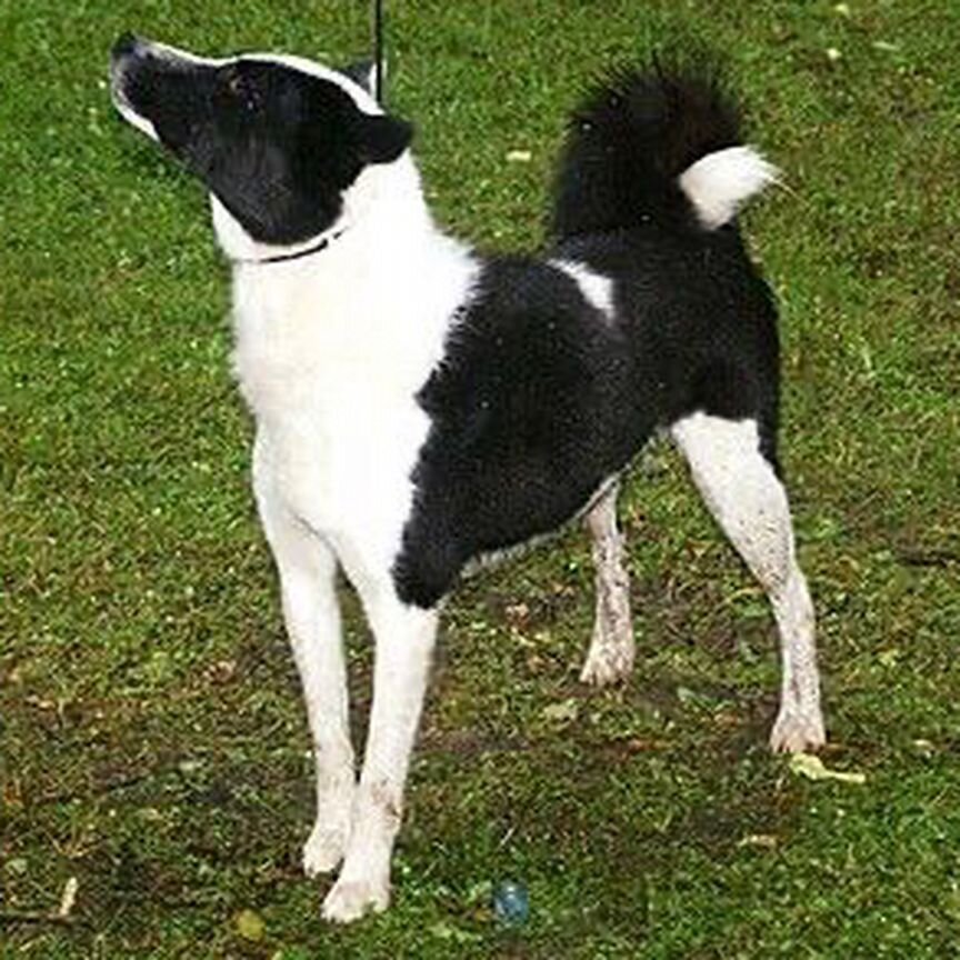 Русско-европейская лайка, взрослая собака