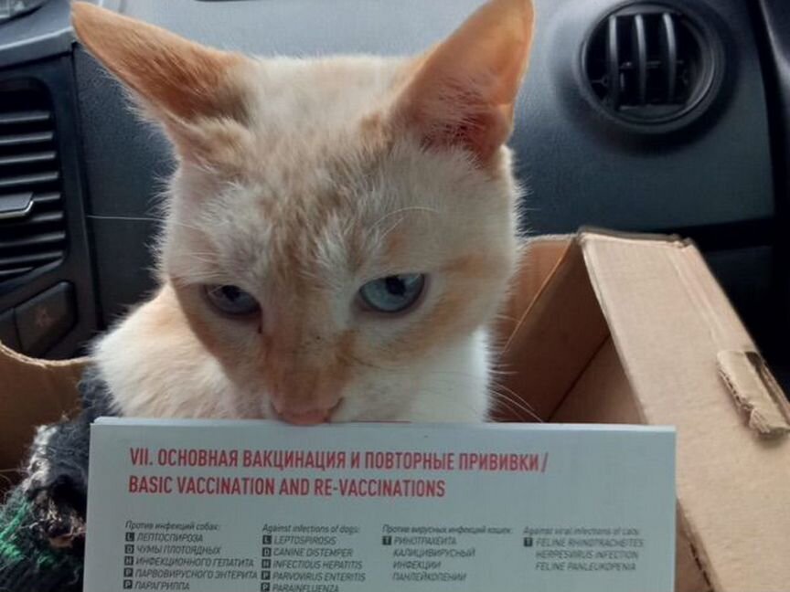 Девон-рекс отдам