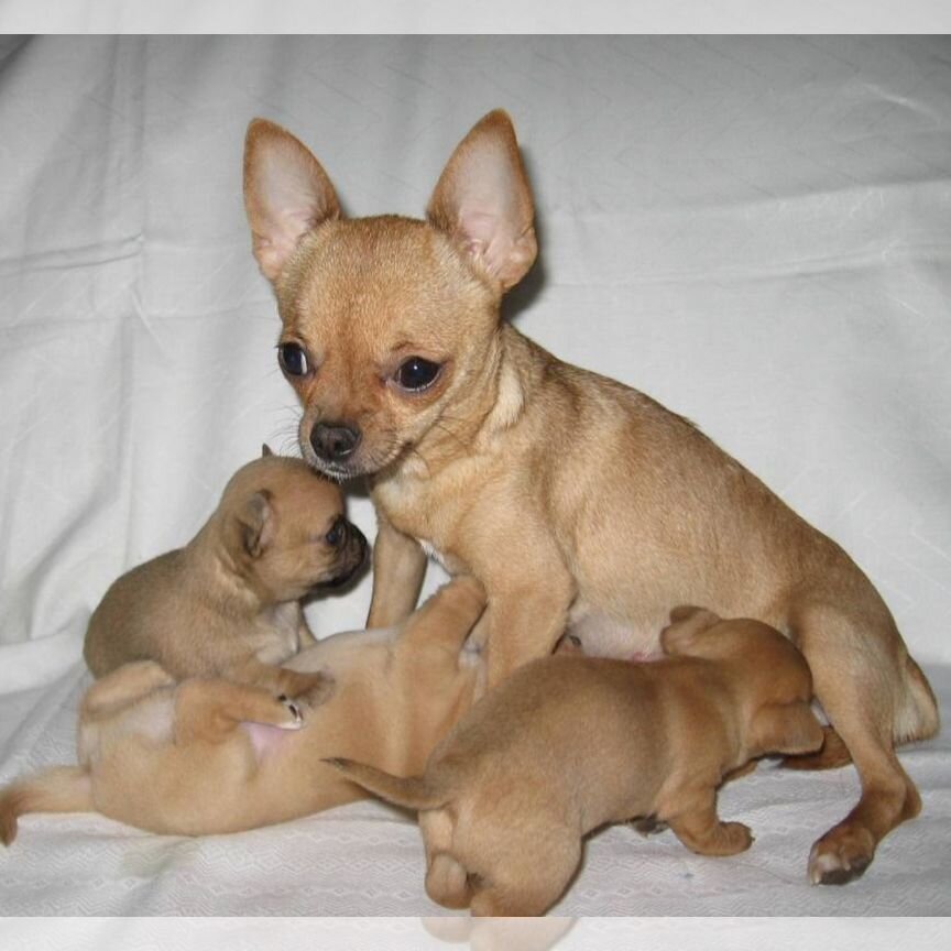 Девочки чихуашки