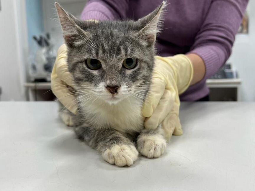 Котеночек ищет дом