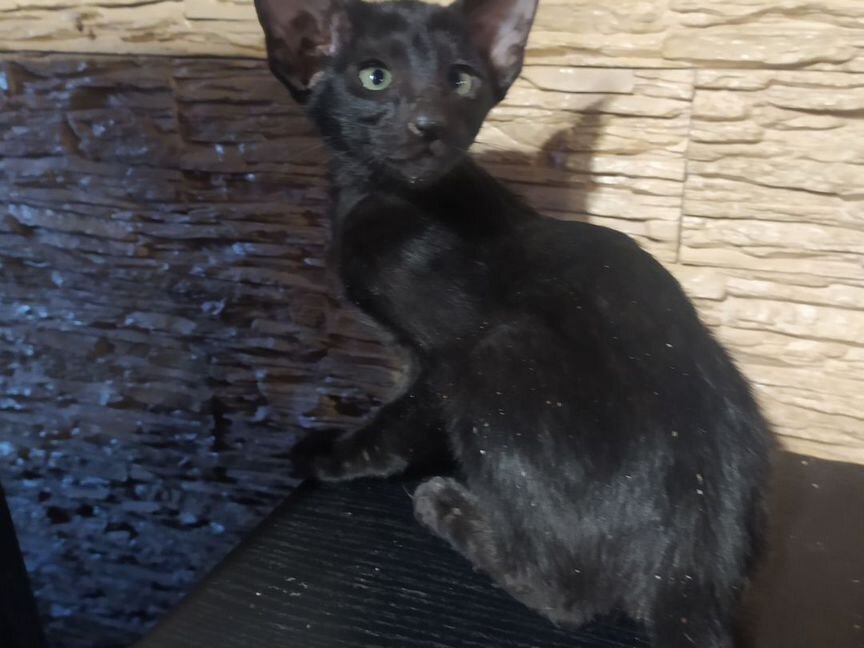 Девочка оричка