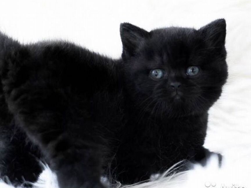 Котята черного окраса,домашний оберег