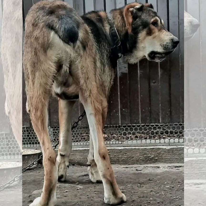 Алабай в добрые руки