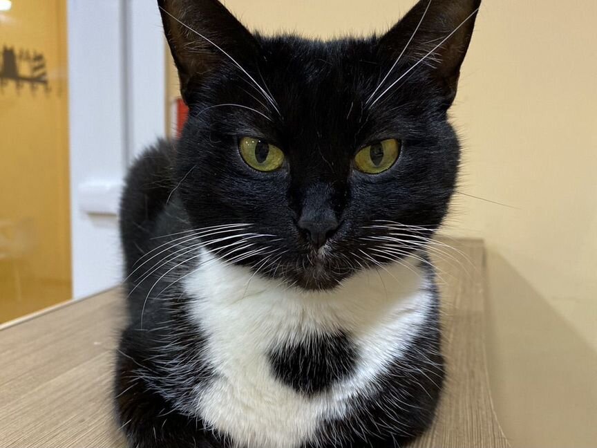 Безумно ласковая черно белая кошка Маня ищет дом