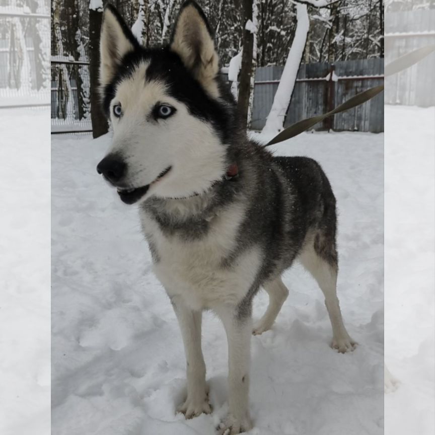 Сибирский хаски, взрослая собака