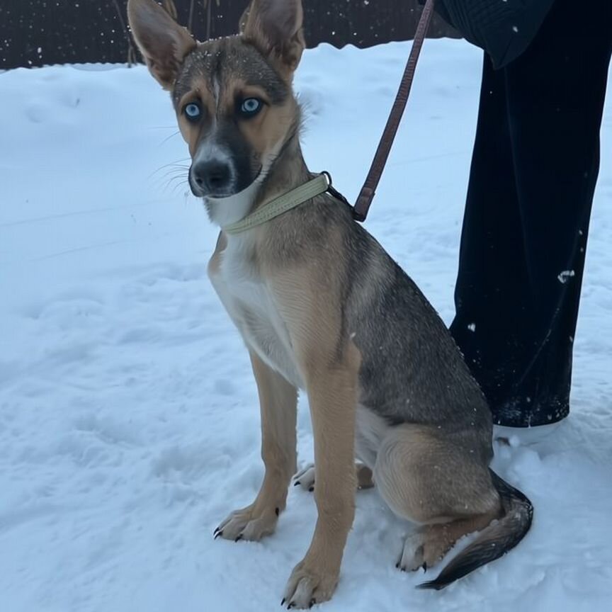 Щенок в добрые руки