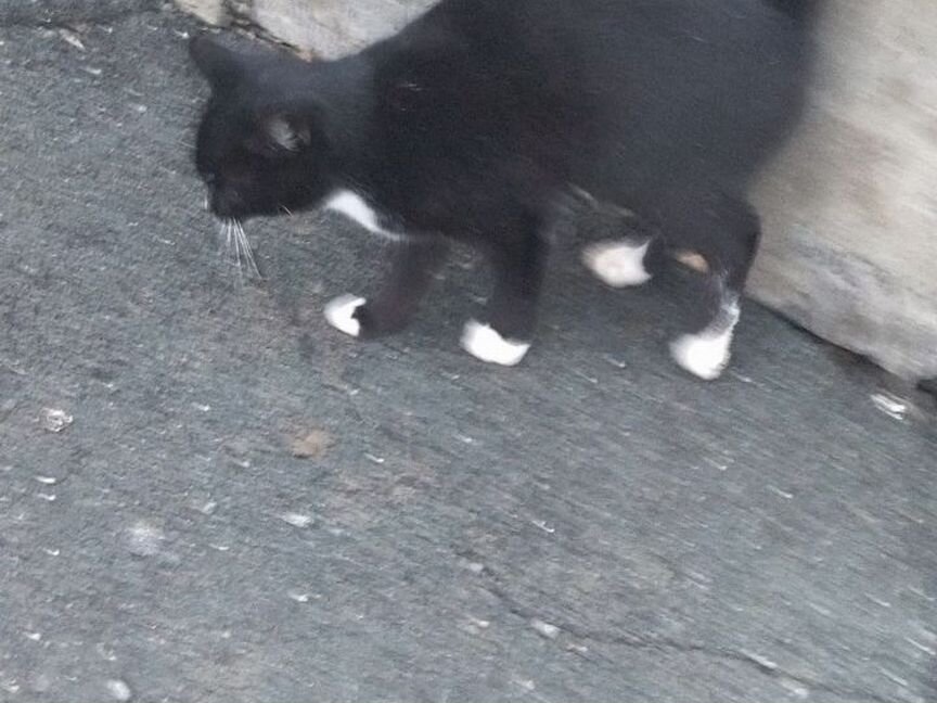 Помогите спасти котика