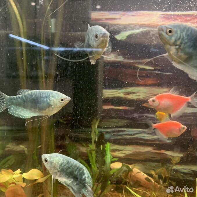 Рыбки гурами мраморные