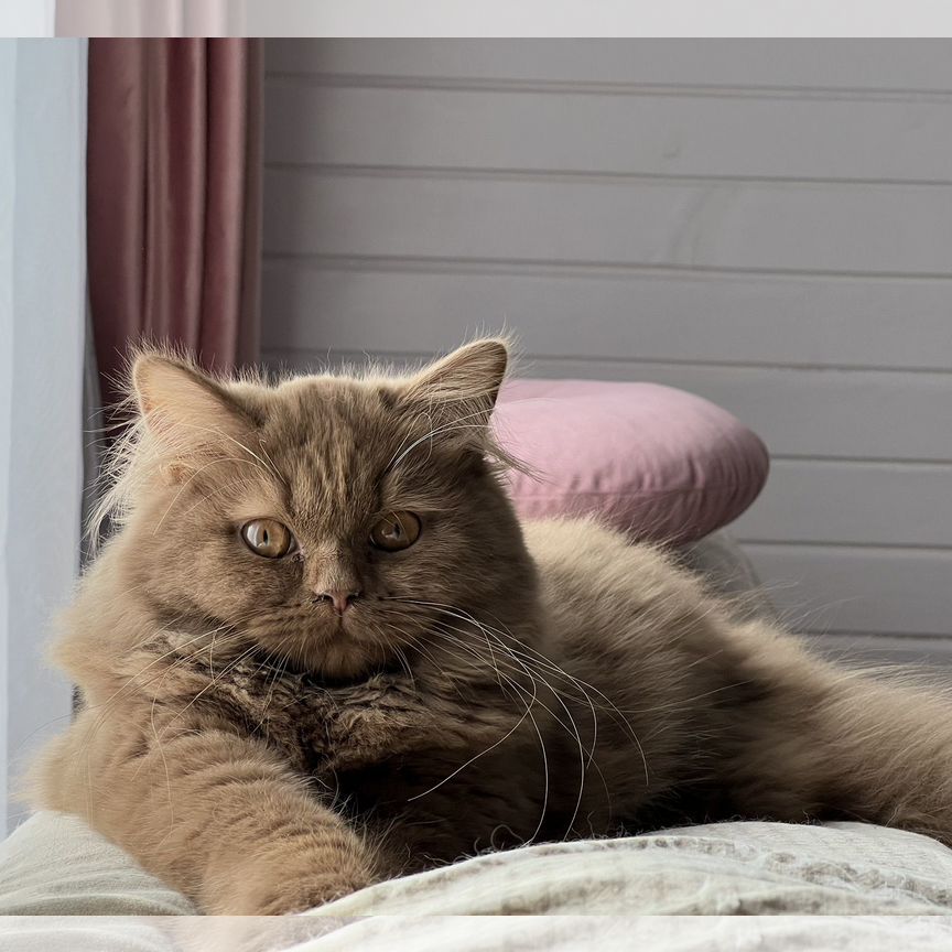Британский длинношёрстный котёнок