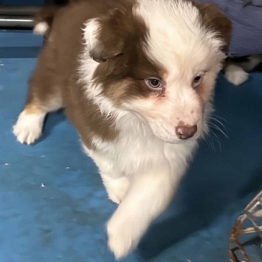 Австралийская овчарка, щенок