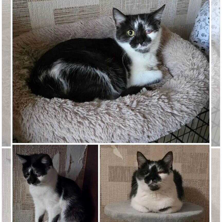 Взрослая, кошка в добрые руки