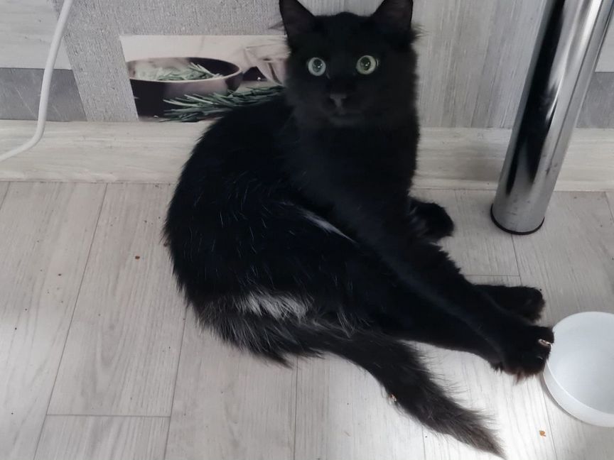 Котёнок подросток. Находится в Талнахе ооо Бытовик